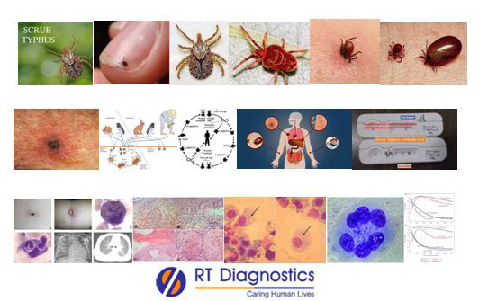 Scrub Typhus Life Cycle